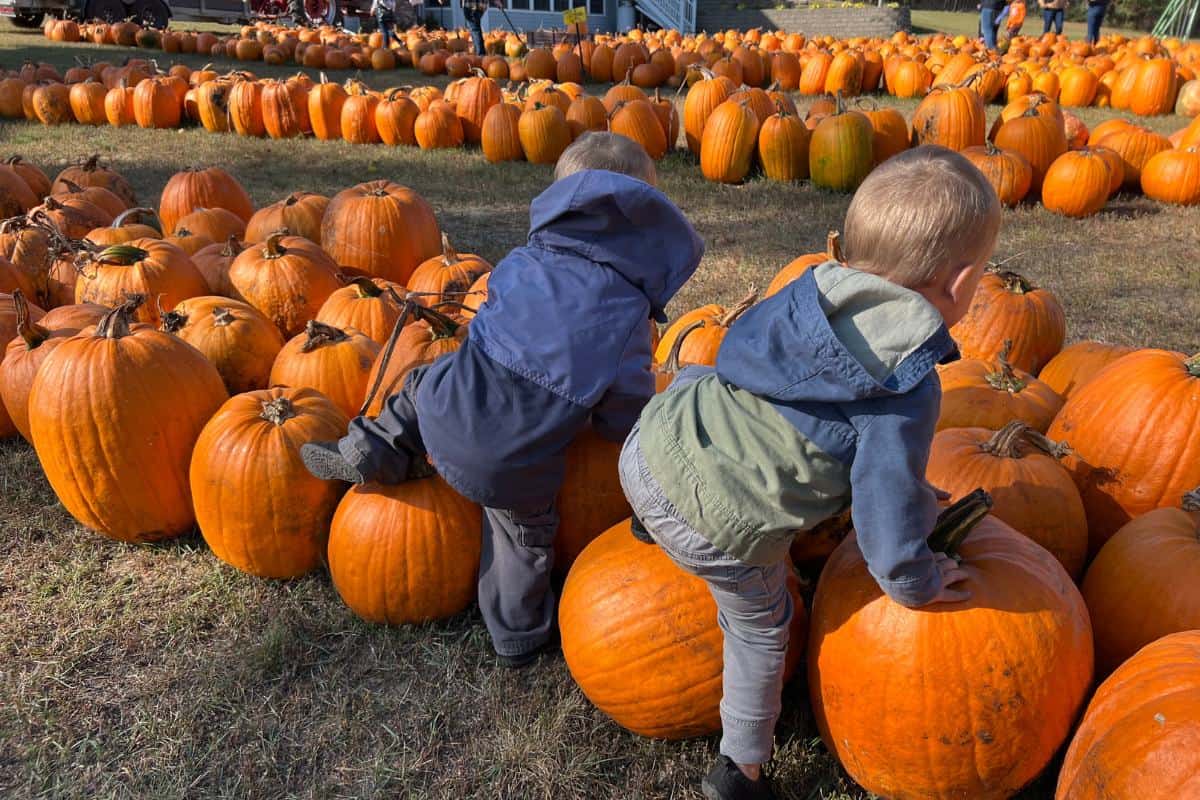 16 Fun and Simple Fall Activities for Toddlers - The Montessori Twin Mama