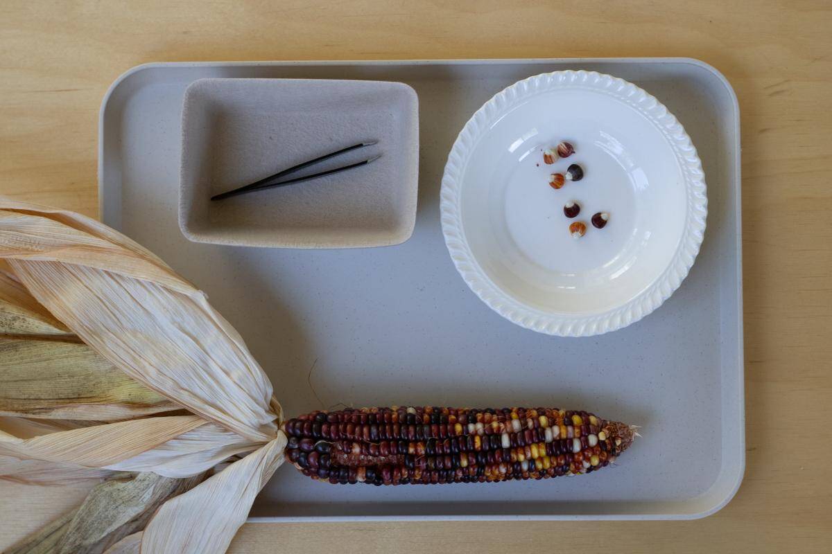 DIY Fall Montessori Activities for Preschoolers - The Montessori Twin Mama